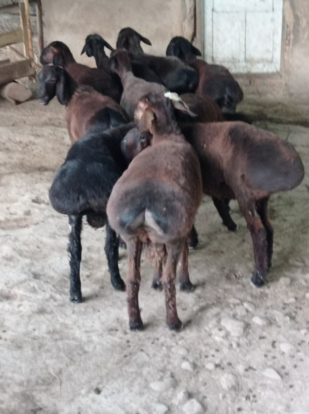 Edilboy Qoʻchqorlar keldi