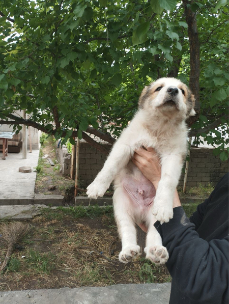 Щенки алабая
