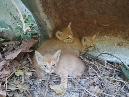 Котята в хорошие руки