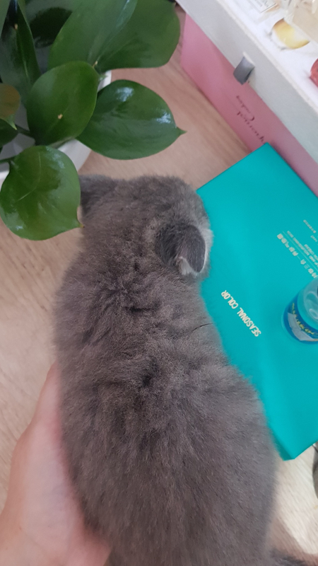 Скоттиш страйт породистые котята