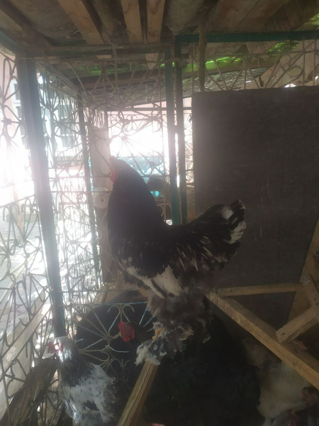 Zotdor brama  xoroz