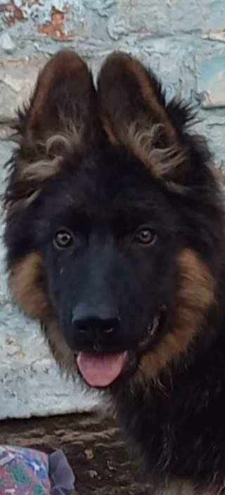 Настоящий айиқ калла ишқивозига сотилади