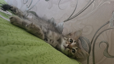 Мушук пишик котенок кошка пушистая девочка