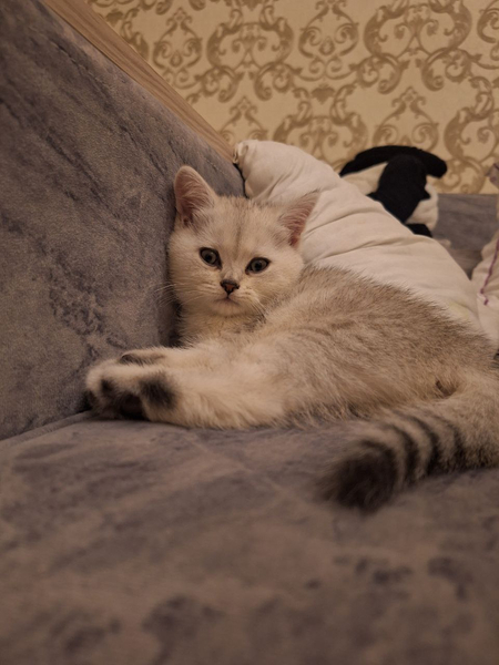 Британская шиншилла девочка 2 мес