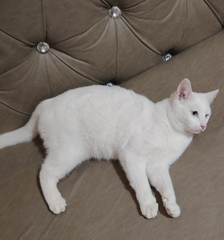 Котик девять месяцев.