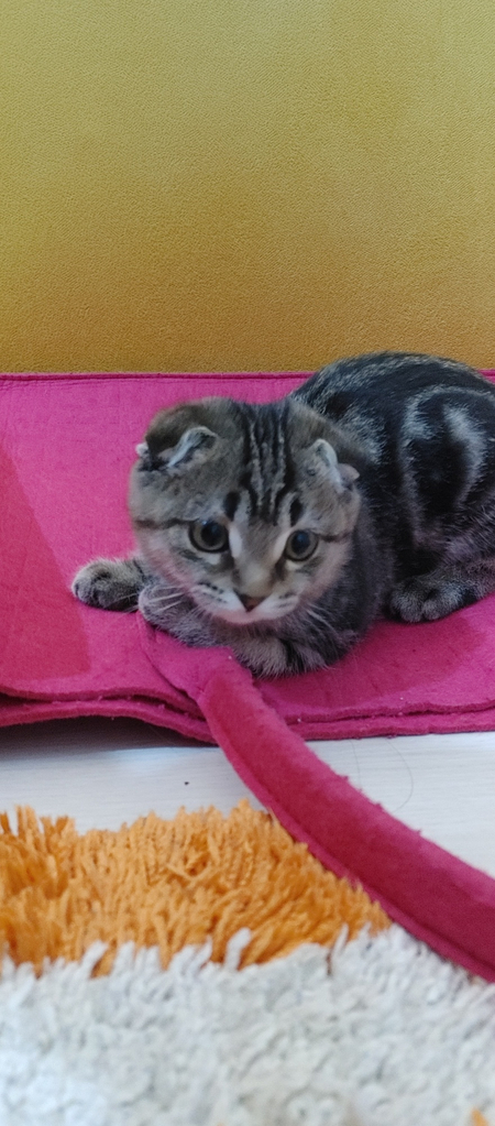Вислоухая котенок