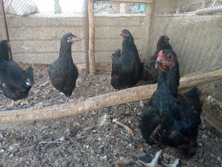 Zoti toza xoʻrozchalar sotiladi