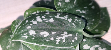 Scindapsus Pictus Сциндапсус расписной