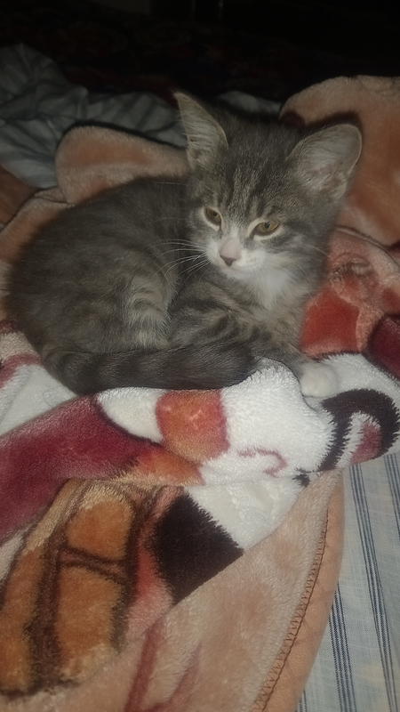 Продаётся кошечка