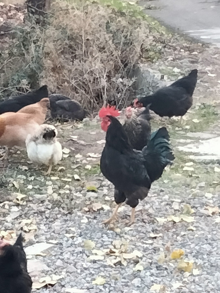 Продается петух домашний