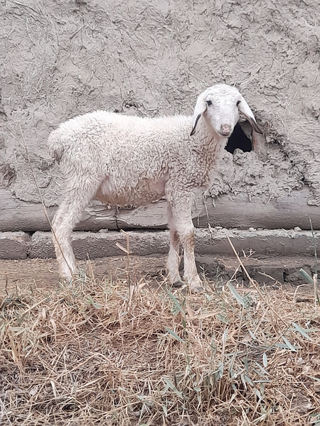 Qazoqi barra sotiladi