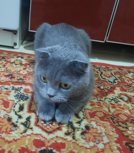 Продаётся чистокровное британский кот