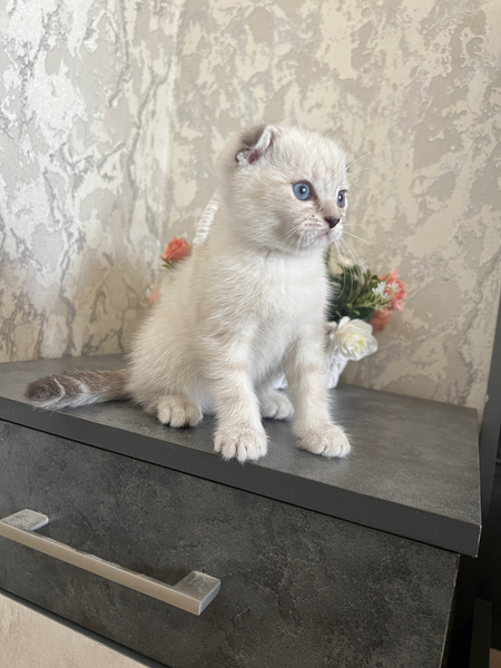 Продаются плродистые котята Скоттиш фолд мальчик и девочка 2 месяца