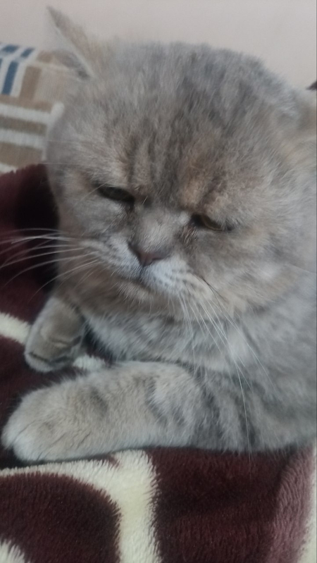 Qarshi shaxar paxtazor
