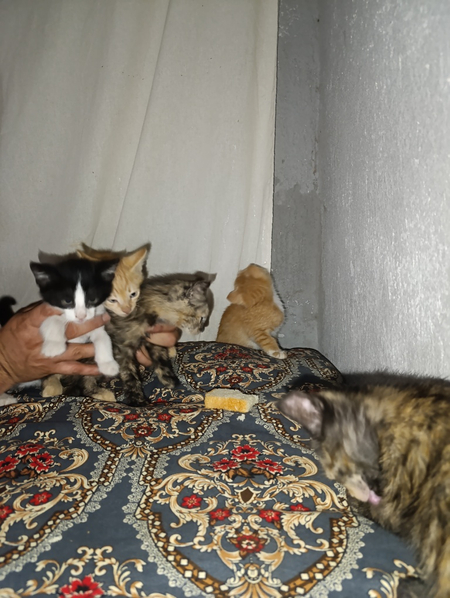 Котята домашние 5 штук