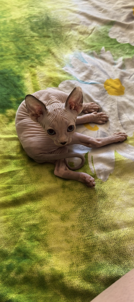 Продаётся Котёнок