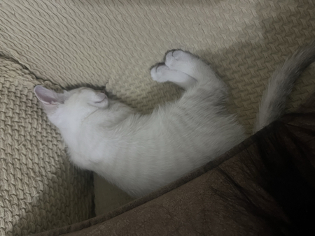 Активная кошка скоттиш страйт