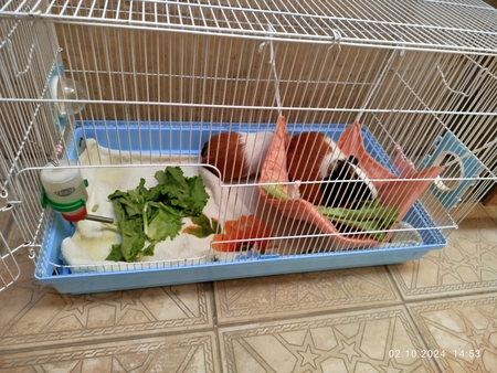 Морские свинки с клеткой