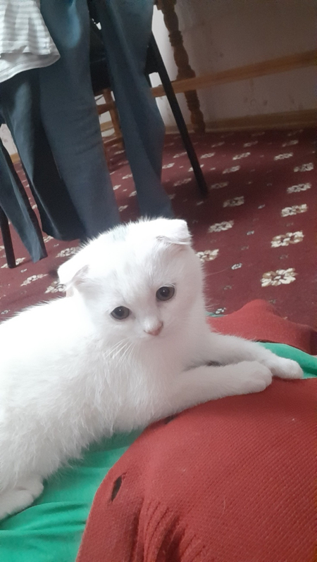 Отдам дещево шотландс.вислоуху