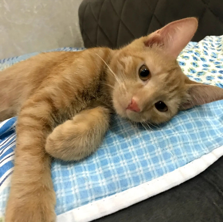 Котёнок в добрые руки
