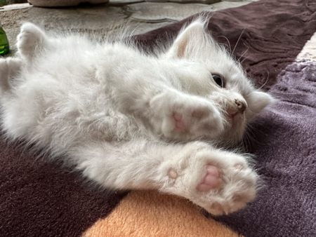 Продаётся котик, Турецкий белый. Подарочный.