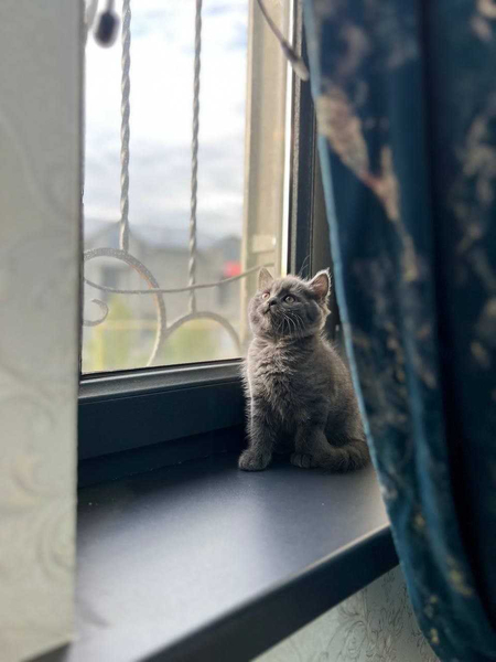 Продаются котята скоттиш страйт и скоттиш фолд