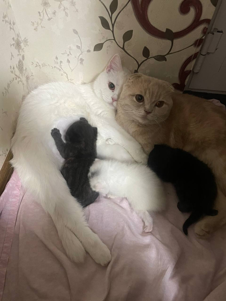 Котики продается