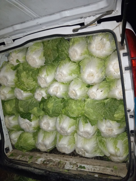 Пекинская Капуста Чим чи