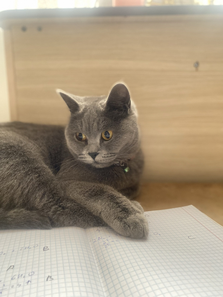 котенки скоттиш фолд и скоттиш стрейт