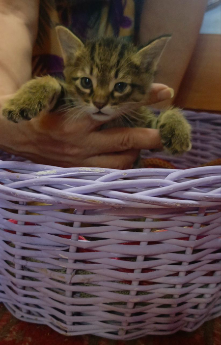 Котята в добрые руки