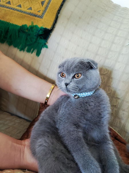 Скоттш фолд киз бола 5ойлик