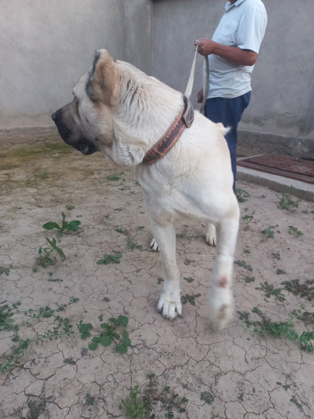 Urgochi Kangal Alabay gibrit sotiladi sirochni.