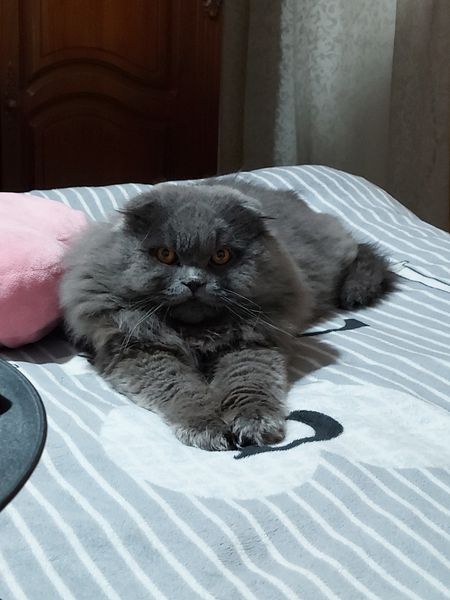 Кот приглашает кошечек