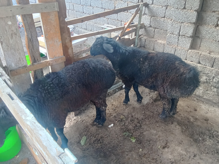Qoylar sotiladi kelesda