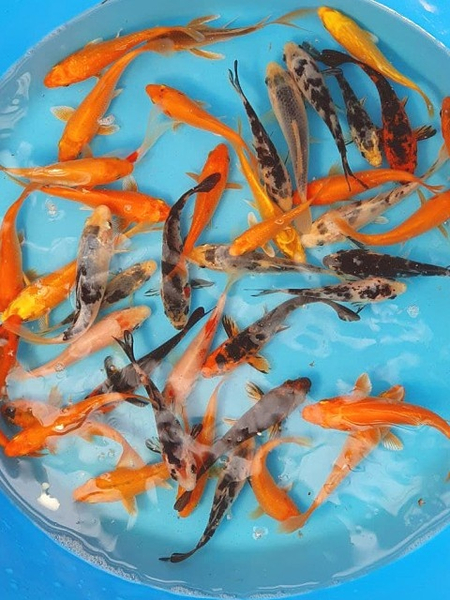 Японский карп, кои, оранда, камета