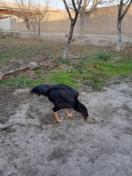 Dakan xòroz sotiladi zoti toza kareski