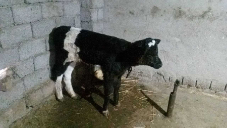 Ona bola Sigir sotiladi