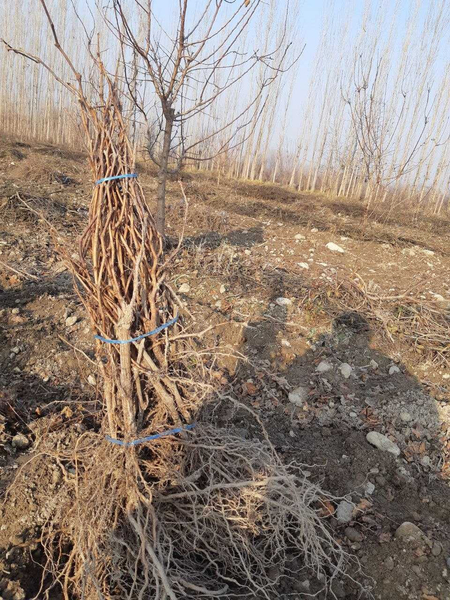 Uzum ko'chatlariming barcha navlari sotiladi narxi 3000 so'mdan
