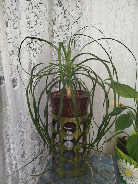 Продаю домашние цветы