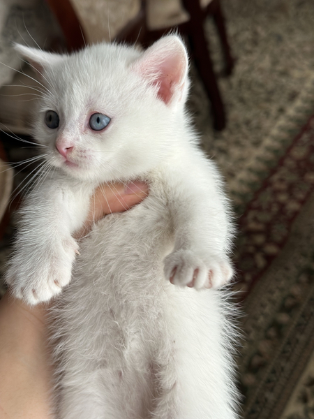 Очаровательные котята ищут любящие дома