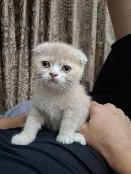Scottish fold  mushuk