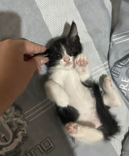 Отдам Котят даром
