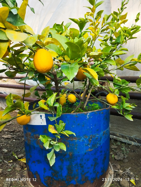 2tup limon sotiladi