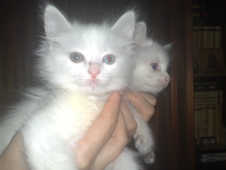 Котятки турецкой ангоры, 2 месяца