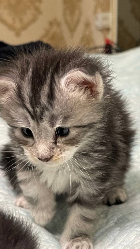мейнкун котенок бронь