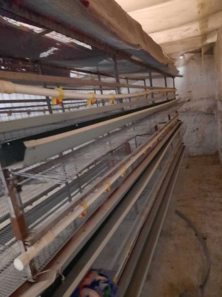 Bedona kletka sotiladi 2000 ta ketadi profildan yasalgan xolati yaxshi