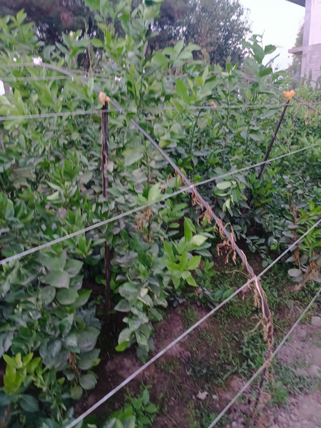 Apelsin mandarin limon kochatlar optim narxda