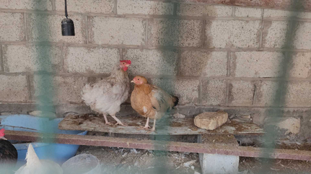 Продаются курицы несушки