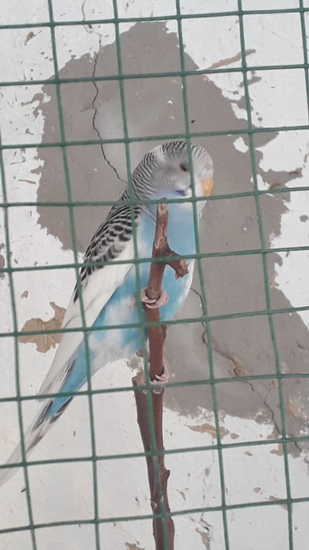 To'tiqush (turli ranglarda)