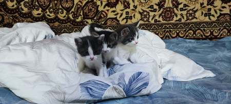 Продаются 3 ласковых котят